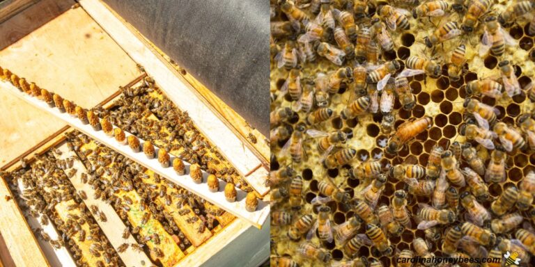 Queen Rearing: Raise Your Own Queen Bees - Carolina Honeybees