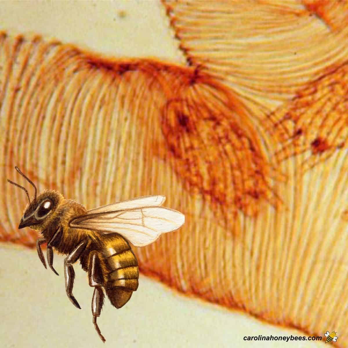 Tracheal Mites in Honey Bees - Carolina Honeybees