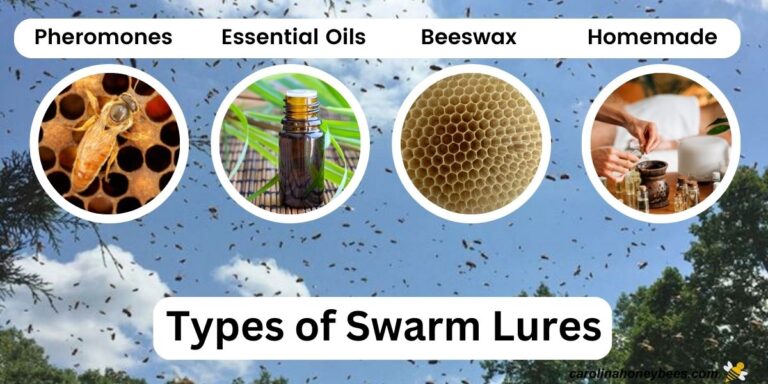 Understanding Swarm Lures: Exploring the Basics - Carolina Honeybees