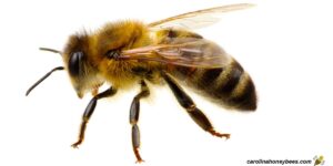 The Role of Worker Bees - Carolina Honeybees