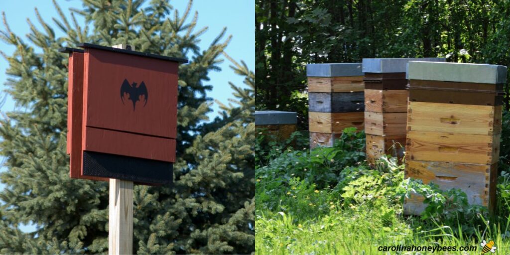 Do Bats Eat Bees? - Carolina Honeybees