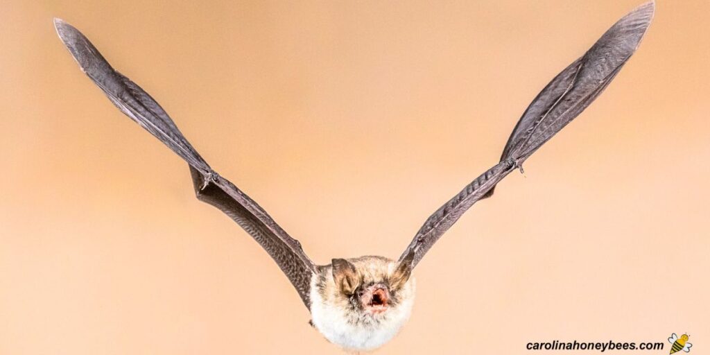 Do Bats Eat Bees? - Carolina Honeybees