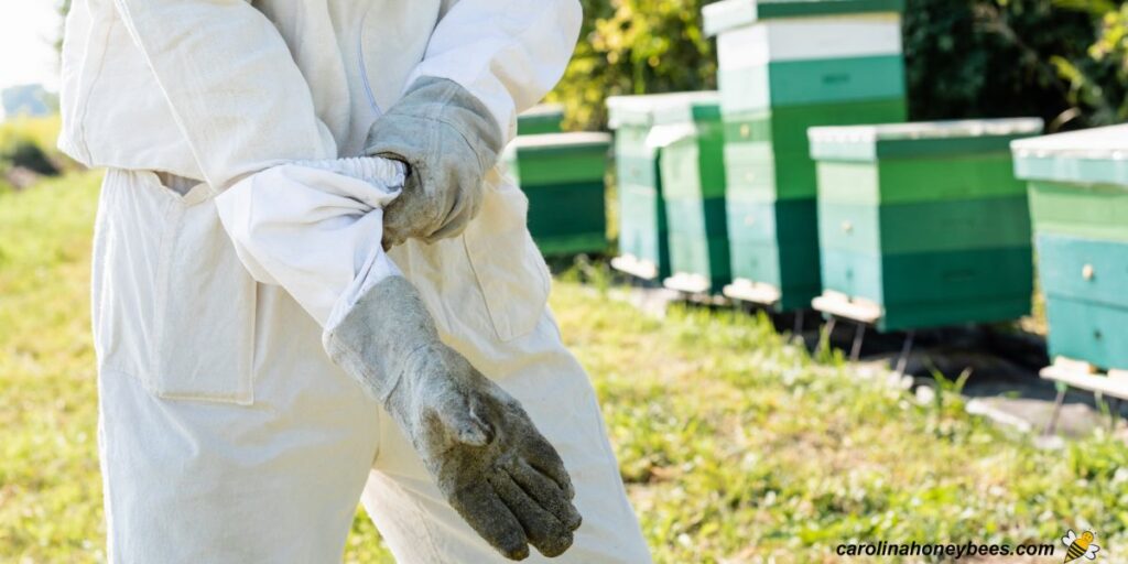 Beekeeping Safety Guidelines For Beginners- Carolina Honeybees