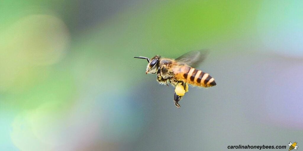 What is Bee Lining? - Carolina Honeybees