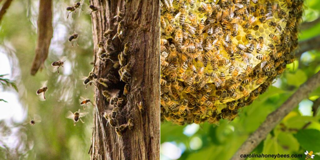 What is Bee Lining? - Carolina Honeybees