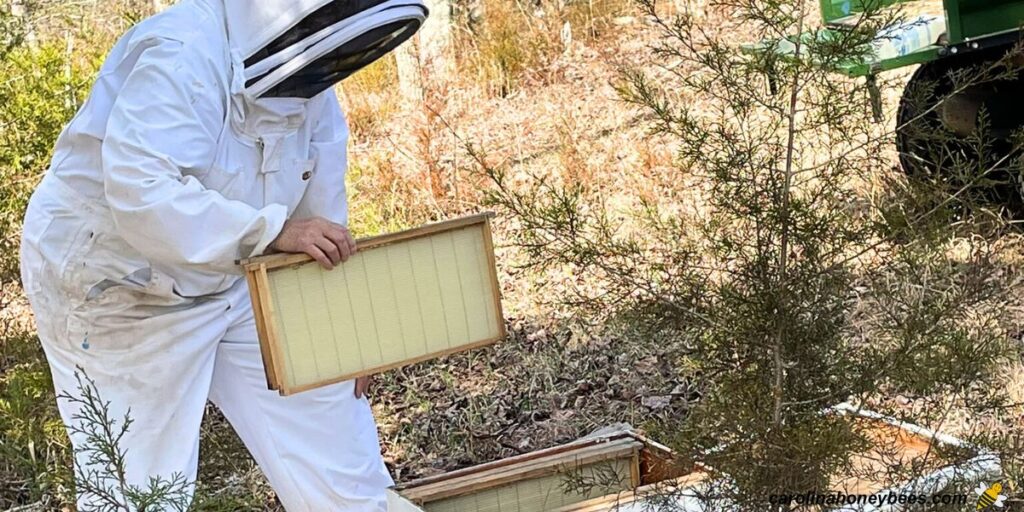Choosing Beehive Foundation: Wax or Plastic?- Carolina Honeybees