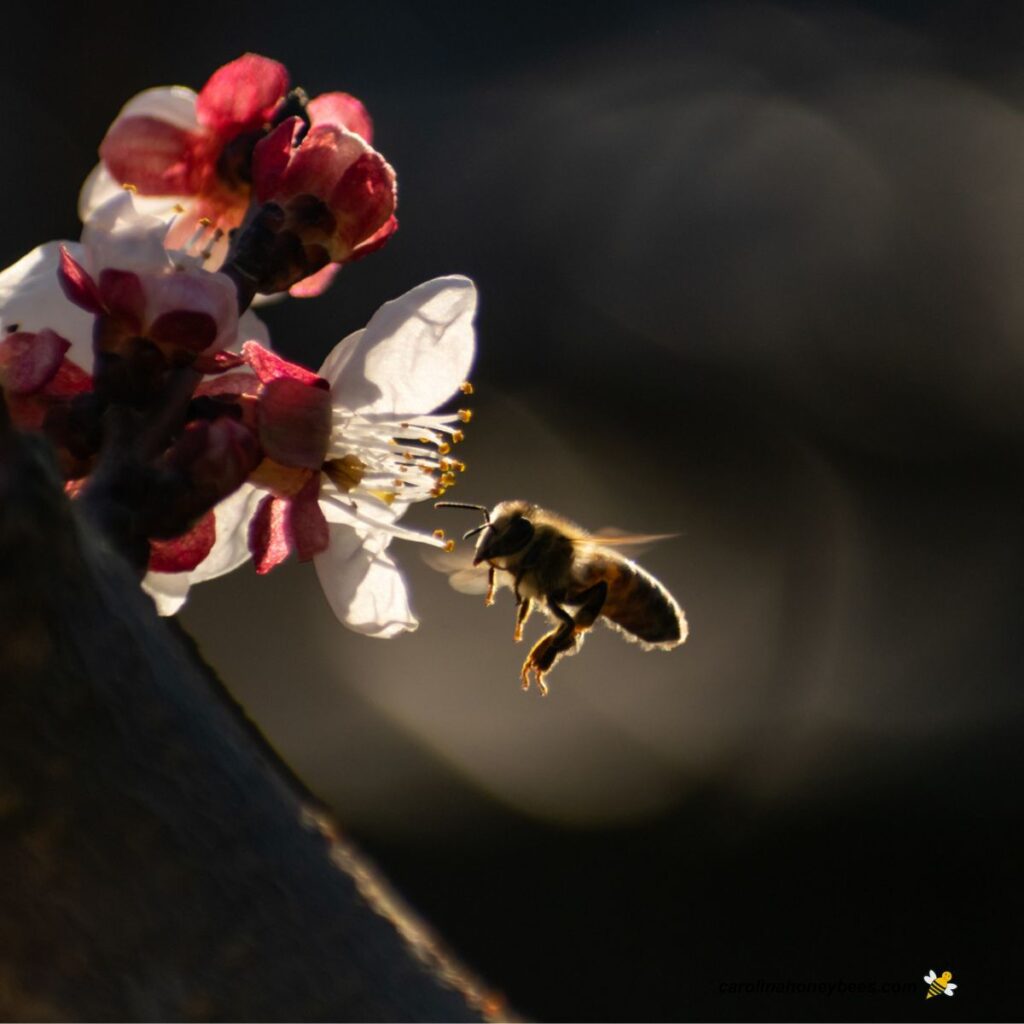 The Fascinating World of Bees - Carolina Honeybees