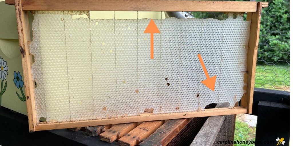 Choosing Beehive Foundation: Wax or Plastic?- Carolina Honeybees