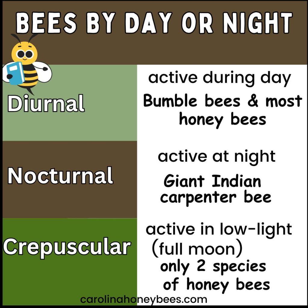 Do Bees Fly at Night? - Carolina Honeybees