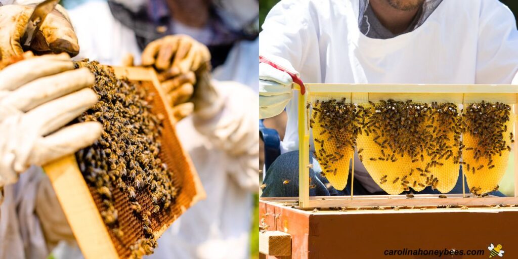 Natural Beekeeping: Embracing Sustainable Practices - Carolina Honeybees