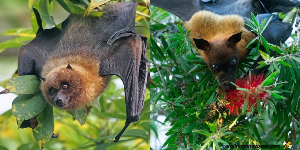 Do Bats Eat Bees? - Carolina Honeybees