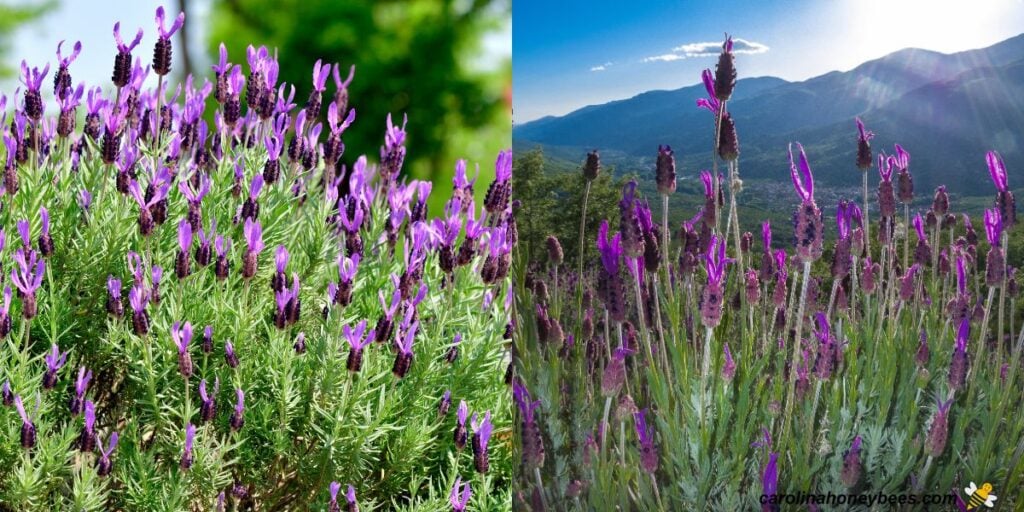 Do Bees Love Lavender?- Carolina Honeybees