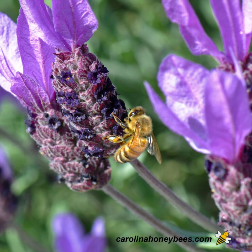 Beekeeping Blog - Carolina Honeybees