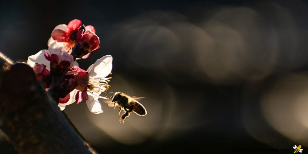 Do Bees Fly at Night? - Carolina Honeybees