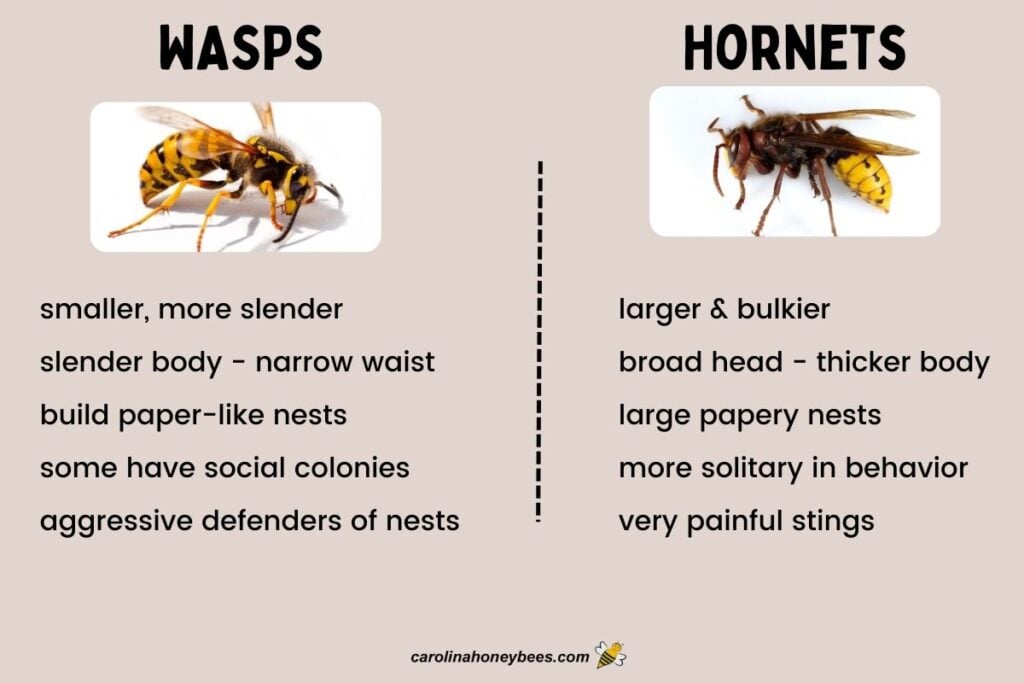 Hornets vs Wasps- Carolina Honeybees