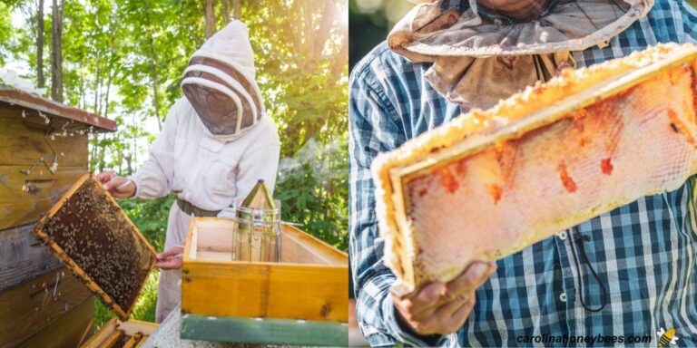 Natural Beekeeping: Embracing Sustainable Practices - Carolina Honeybees