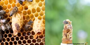 Queen Piping, Tooting & Quacking - Carolina Honeybees
