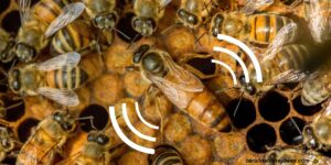 Queen Piping, Tooting & Quacking - Carolina Honeybees