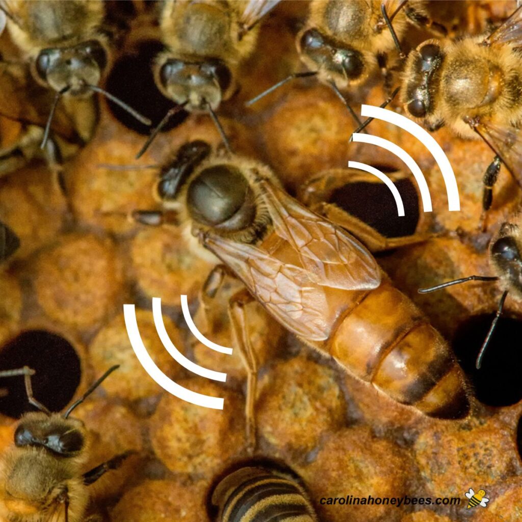 The Fascinating World of Bees - Carolina Honeybees