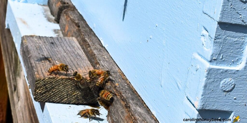 Hornets vs Wasps- Carolina Honeybees