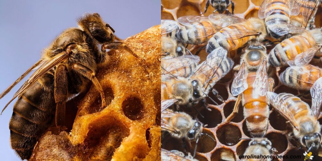 Queen Piping, Tooting & Quacking - Carolina Honeybees
