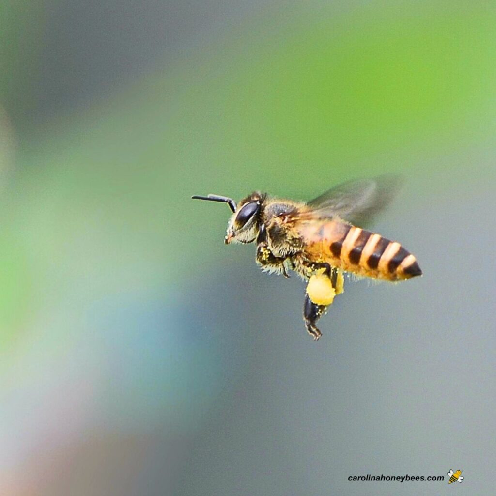Beekeeping Blog - Carolina Honeybees