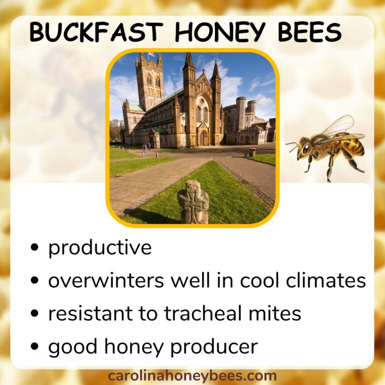 Buckfast Bees By Brother Adam- Carolina Honeybees