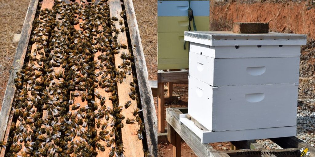 When to Move Bees from a Nuc to a Full-Sized Hive- Carolina Honeybees