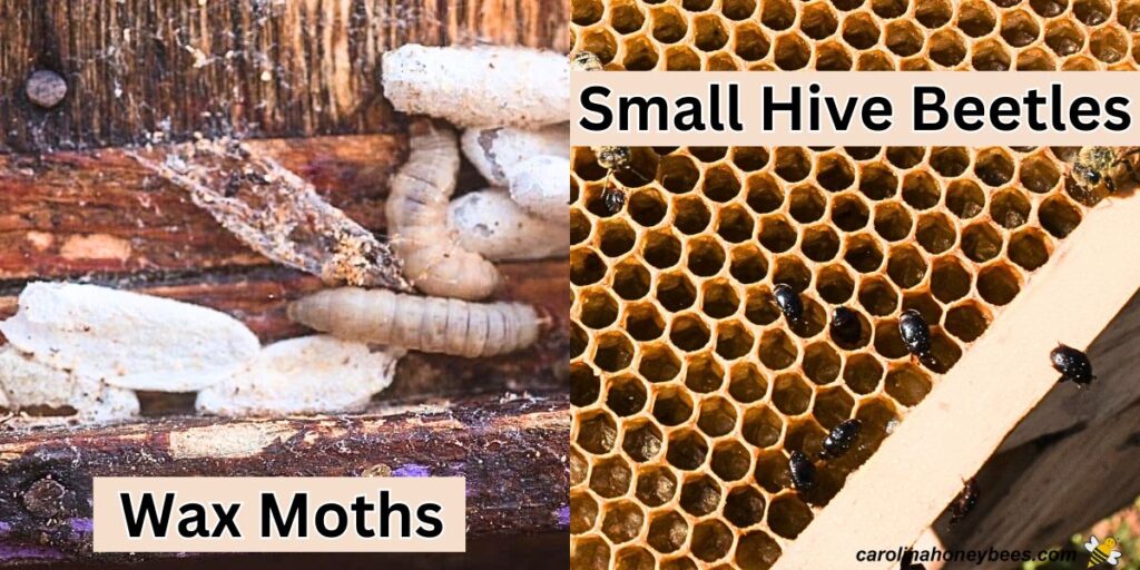 When to Move Bees from a Nuc to a Full-Sized Hive- Carolina Honeybees