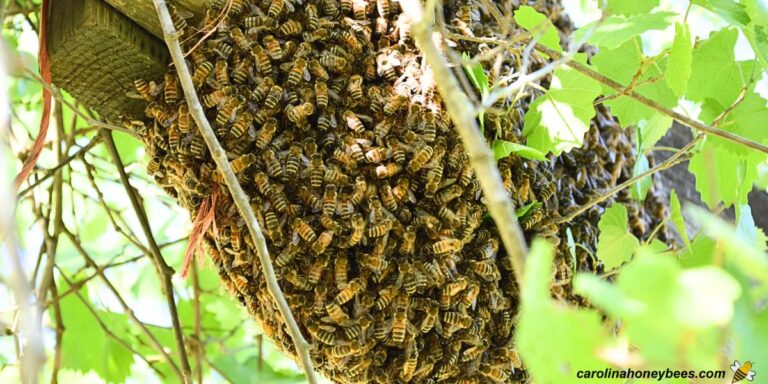 Honey Bee Swarms: Understanding Why and How They Happen- Carolina Honeybees