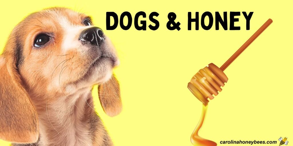 Can You Give Honey to Dogs?- Carolina Honeybees
