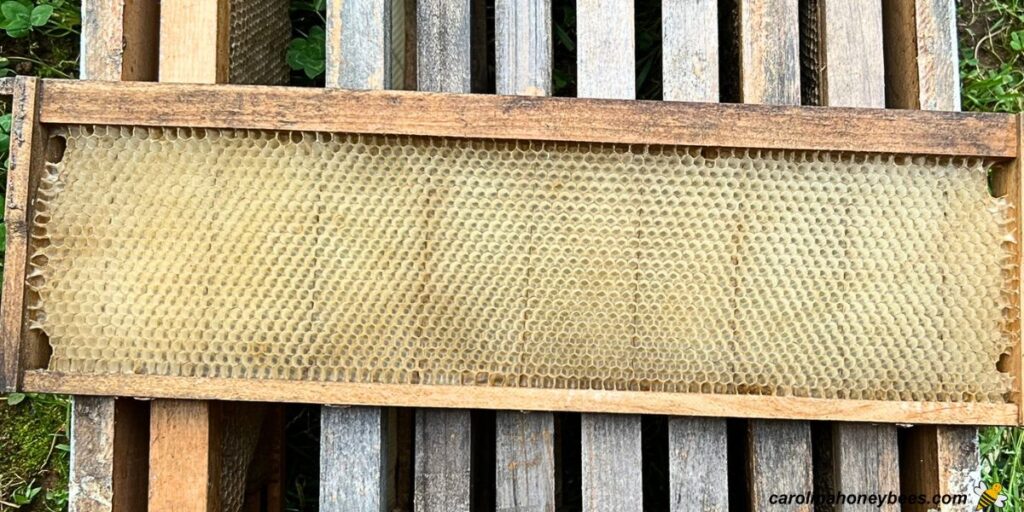 How to use Frame Spacers in Your Beehive- Carolina Honeybees