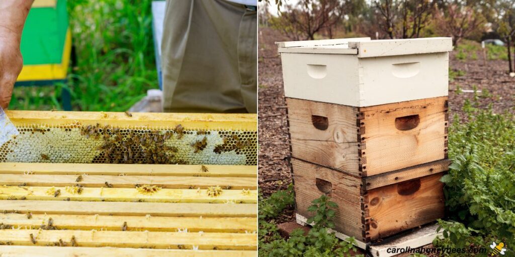 What is Backfilling the Brood Nest? - Carolina Honeybees