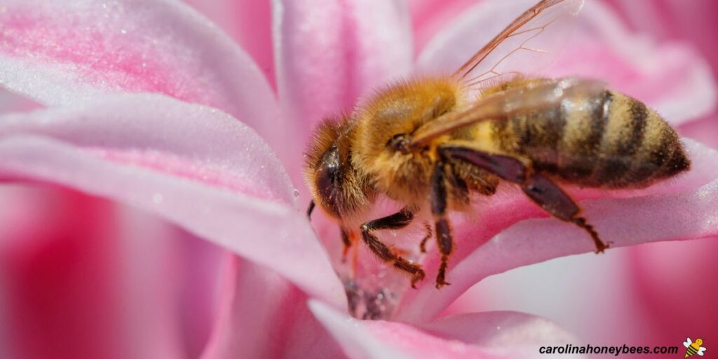 Nectar vs Pollen : Important for Plants and Bees - Carolina Honeybees