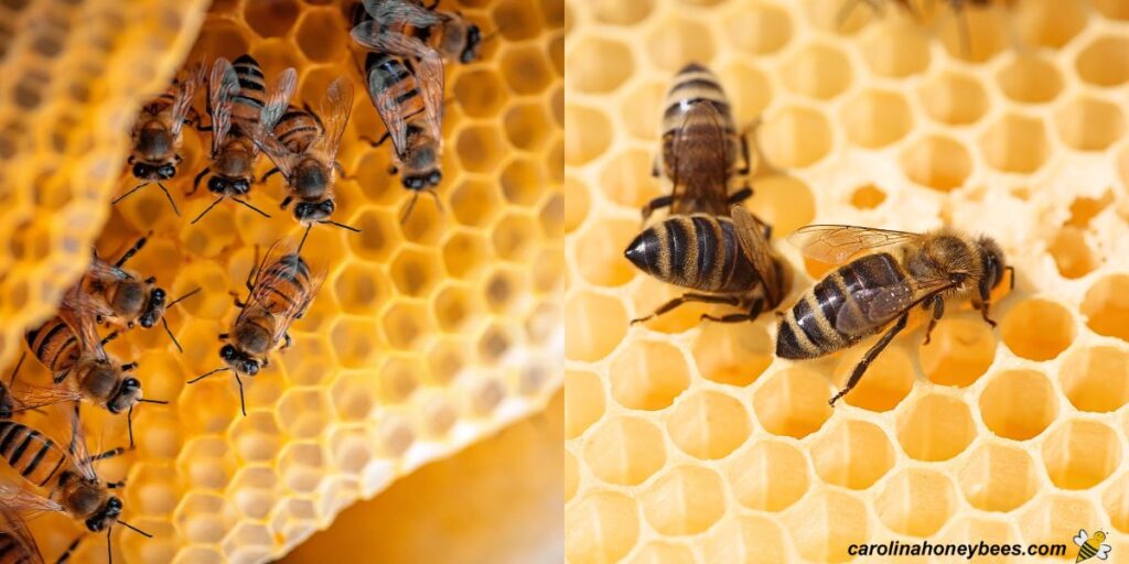 The Practice of Foundationless Beekeeping- Carolina Honeybees