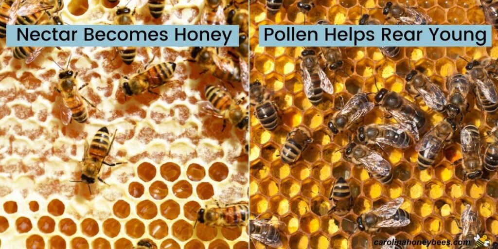 Nectar vs Pollen : Important for Plants and Bees - Carolina Honeybees