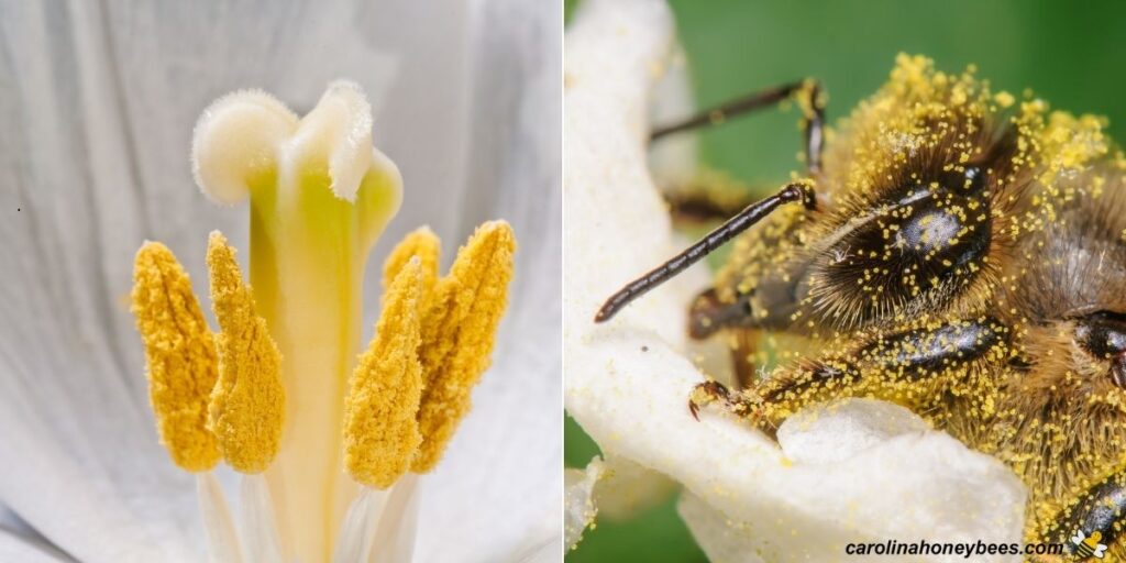 Nectar vs Pollen : Important for Plants and Bees - Carolina Honeybees