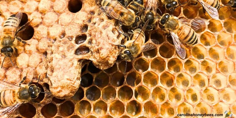Honey Bee Swarms: Understanding Why and How They Happen- Carolina Honeybees