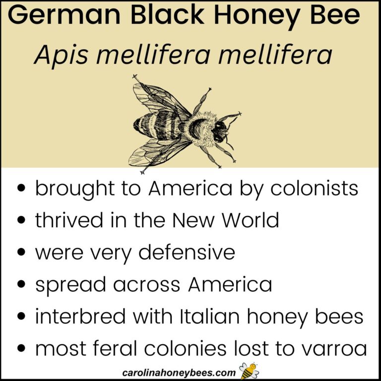 Black Honey Bees in America- Carolina Honeybees
