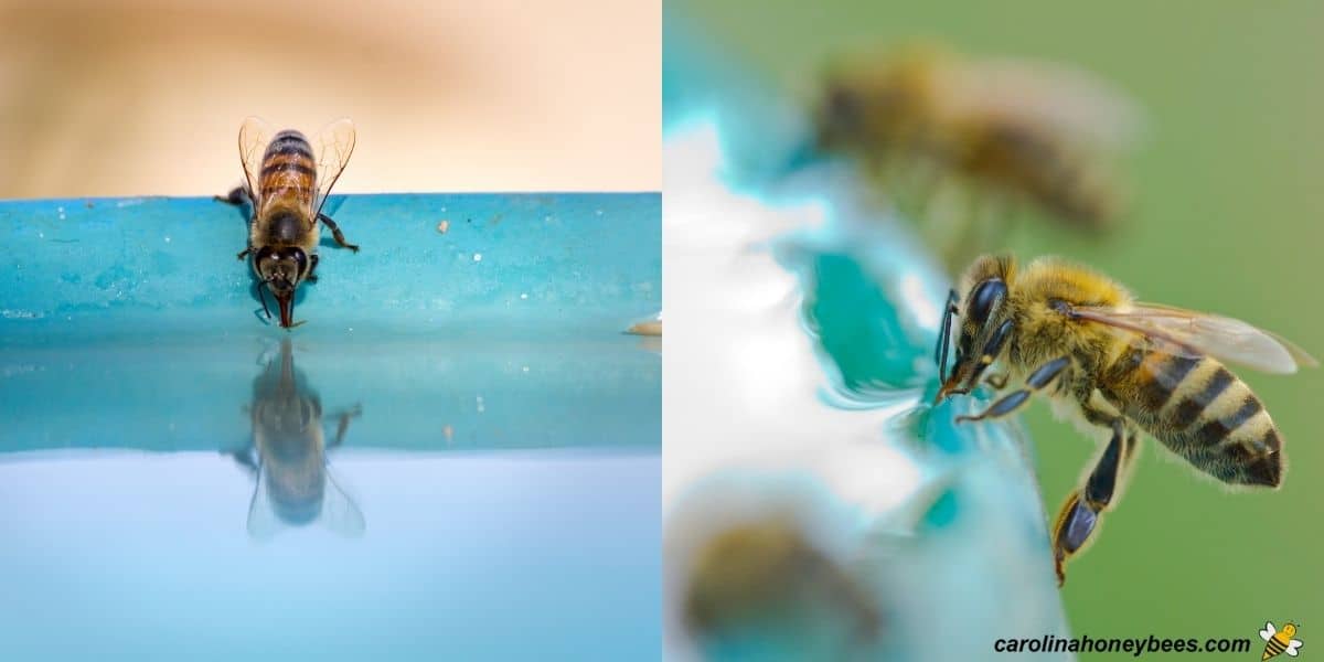 How to Keep Bees Away from Your Pool- Carolina Honeybees