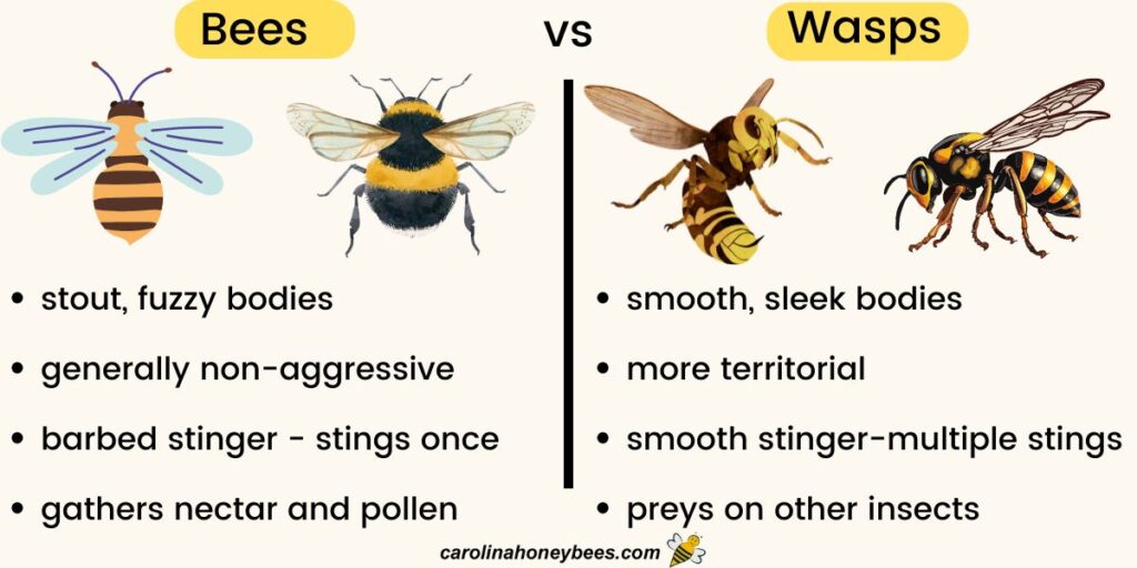 Differences Between Bees and Wasps: What You Need to Know Carolina ...