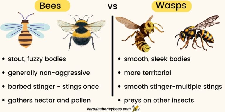 Differences Between Bees and Wasps: What You Need to Know Carolina ...