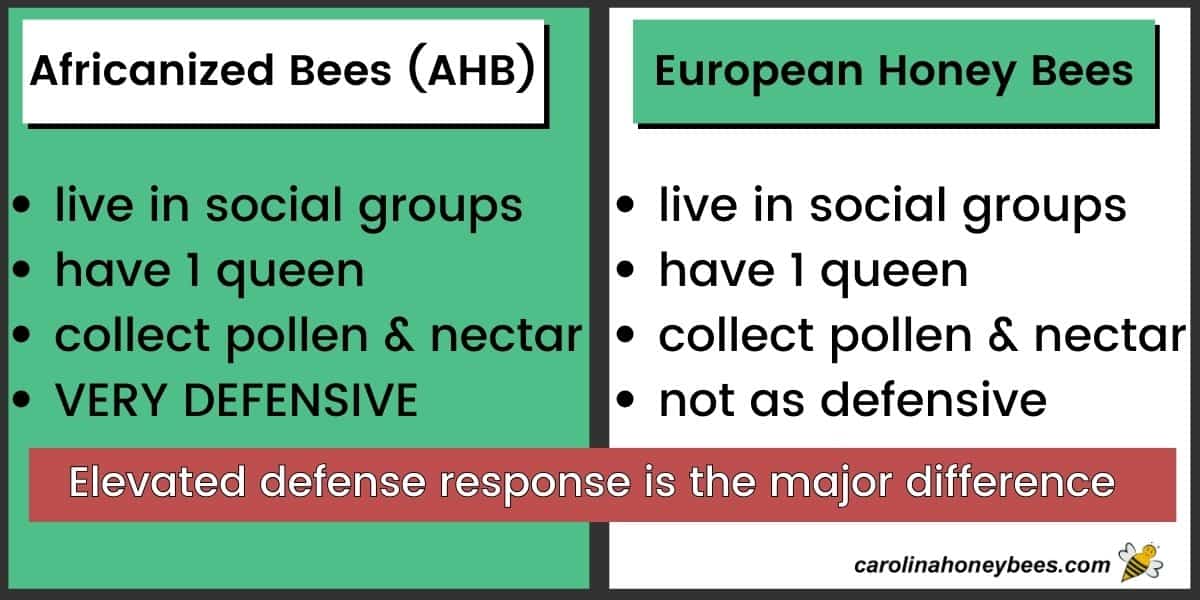Africanized Honey Bees: What are these Killer Bees?- Carolina Honeybees