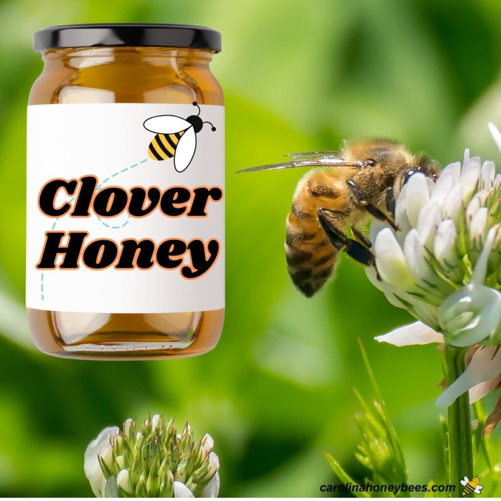 The Story of Honey - Carolina Honeybees