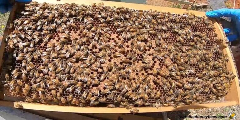 How to Mark a Queen Bee Safely- Carolina Honeybees