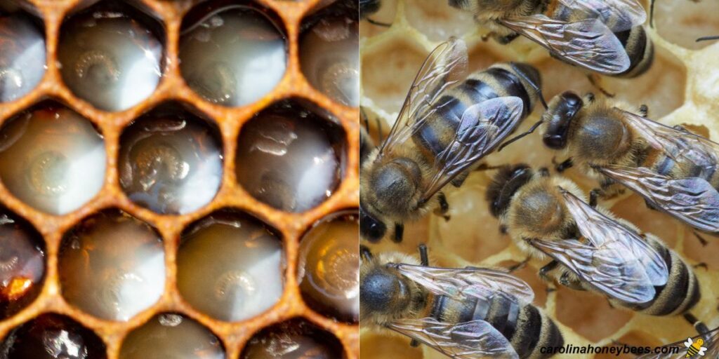 The Queen Bee Life Cycle - Carolina Honeybees