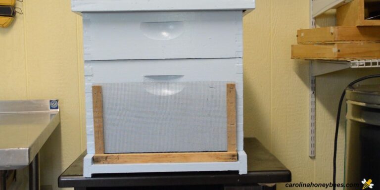 Robber Bees: How to Stop Honey Bee Robbing- Carolina Honeybees