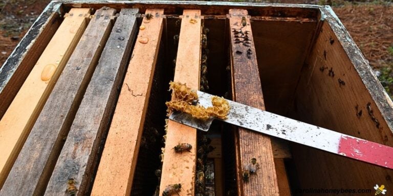 Choosing the Best Hive Tool: A Beekeeper's Guide- Carolina Honeybees