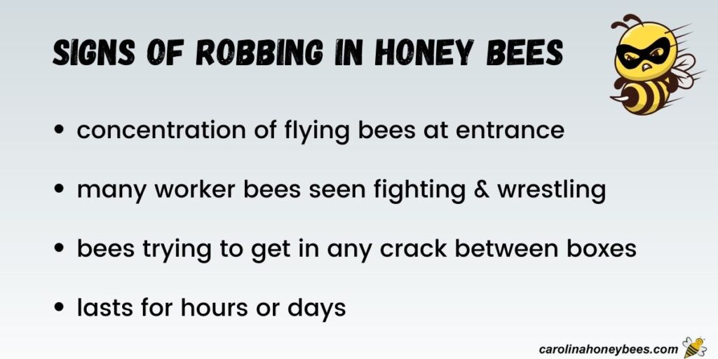 Robber Bees: How to Stop Honey Bee Robbing- Carolina Honeybees