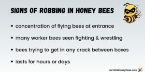 Robber Bees: How to Stop Honey Bee Robbing- Carolina Honeybees